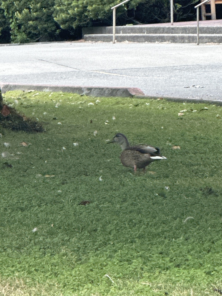 Ducks, Geese, and Swans from University of Washington, Seattle, WA, US ...