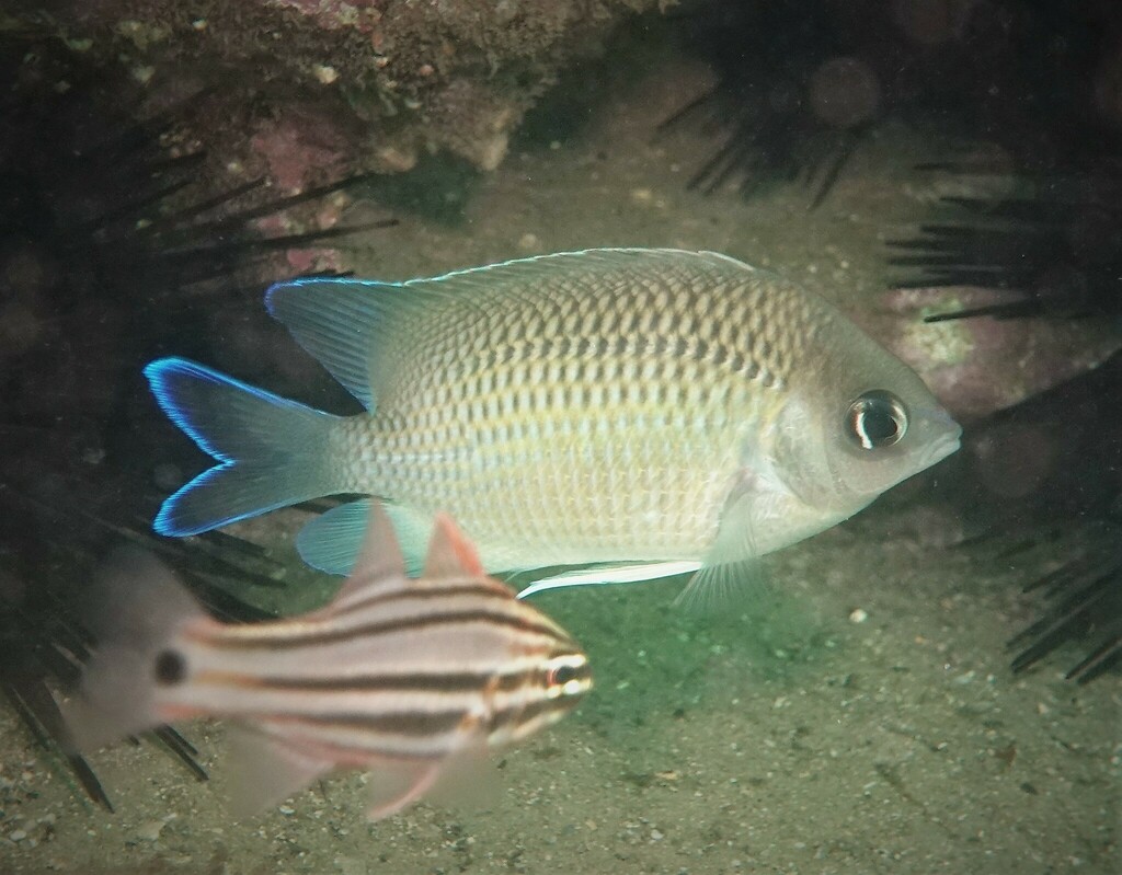 Immaculate Damsel from Camp Cove, Middle Reef Sydney NSW, Australia on ...