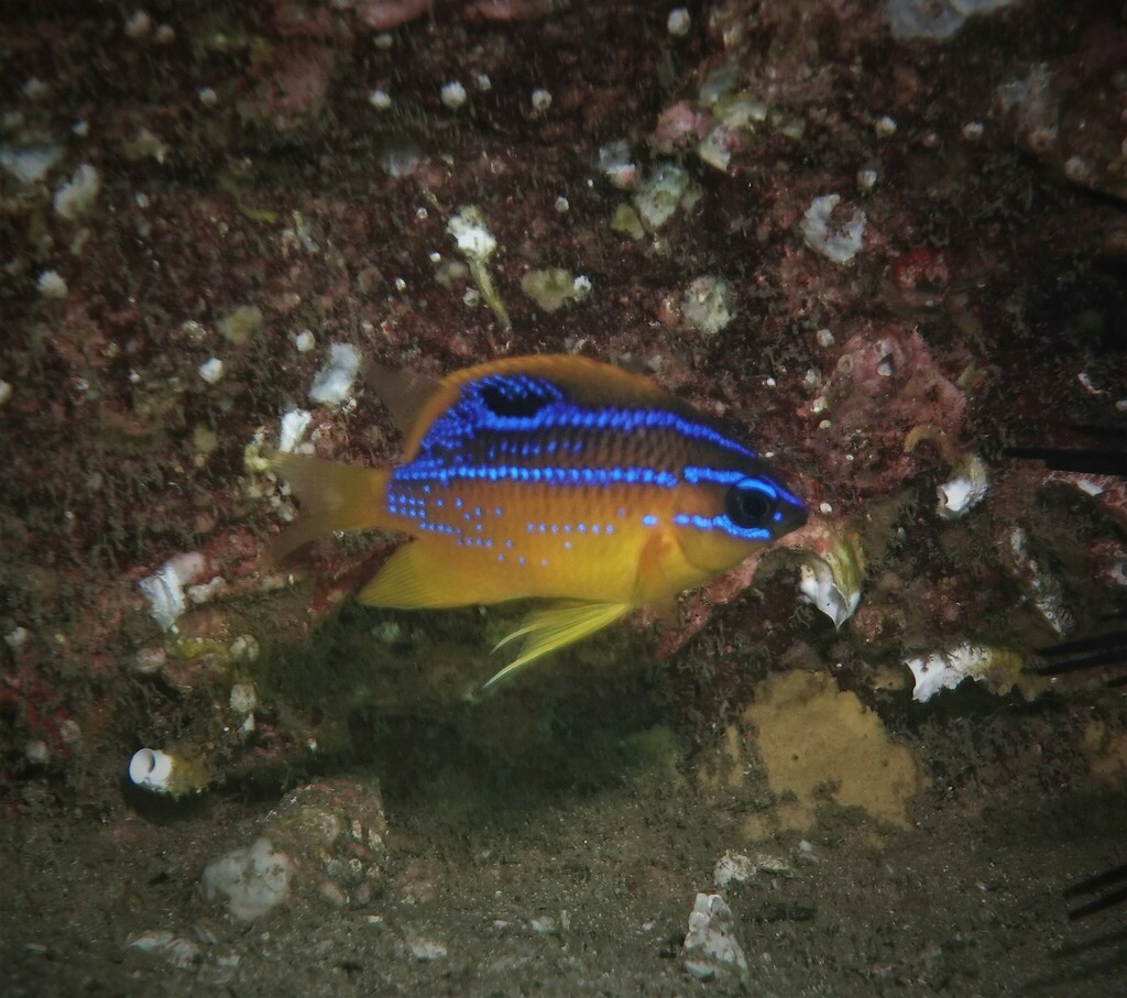 Immaculate Damsel from Camp Cove, Middle Reef Sydney NSW, Australia on ...