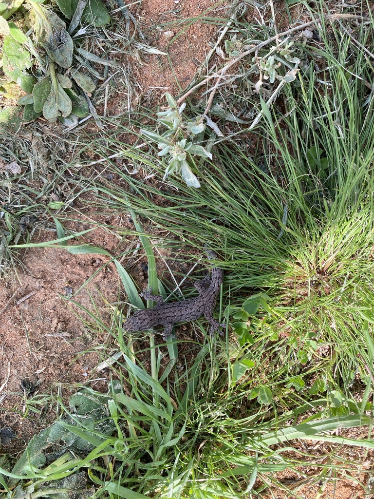 Eastern tree dtella from Pooncarie Rd, Wentworth, NSW, AU on August 6 ...