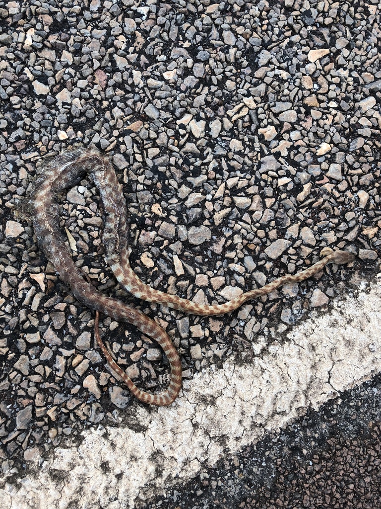 Brown Tree Snake from 574 Lee Point Road, Lee Point, NT, AU on January ...