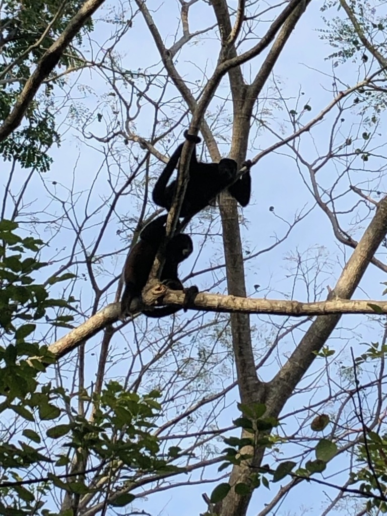 Mantled Howler Monkey from Guanacaste Province, Costa Rica on January ...