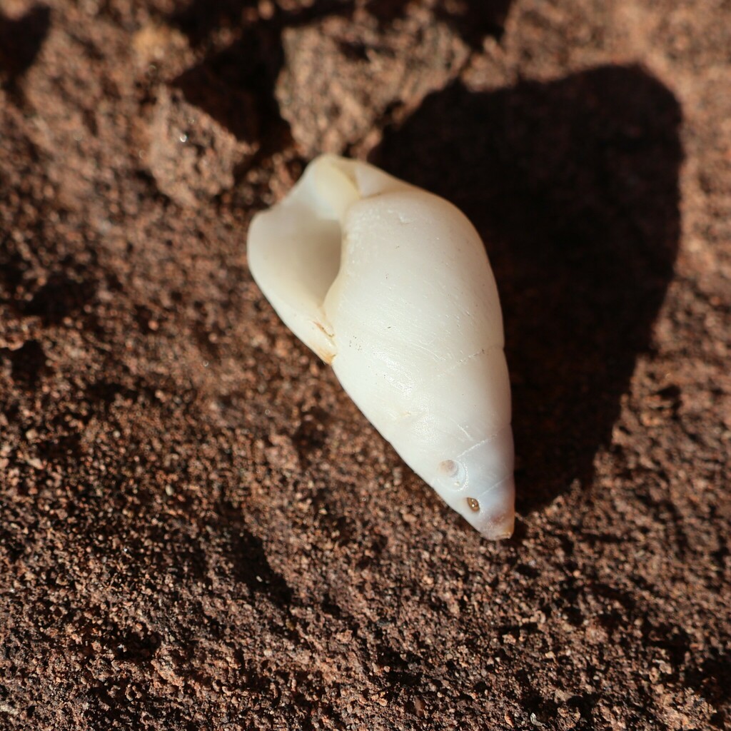 yellow-coated clusterwink from Warilla Beach, Wollongong NSW, Australia ...