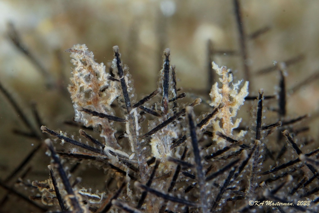 Kabeiro from Gold Coast QLD, Australia on August 1, 2023 at 07:43 PM by ...