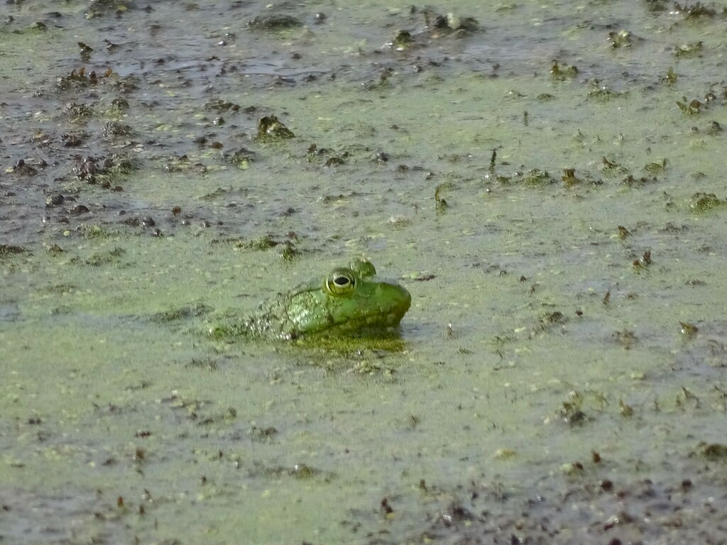 American Bullfrog from Killbuck Marsh Wildlife Area, Shreve, OH 44676 ...