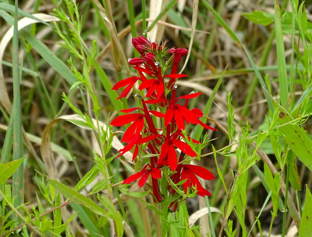 cardinal flower from Killbuck Marsh Wildlife Area, Shreve, OH 44676 ...