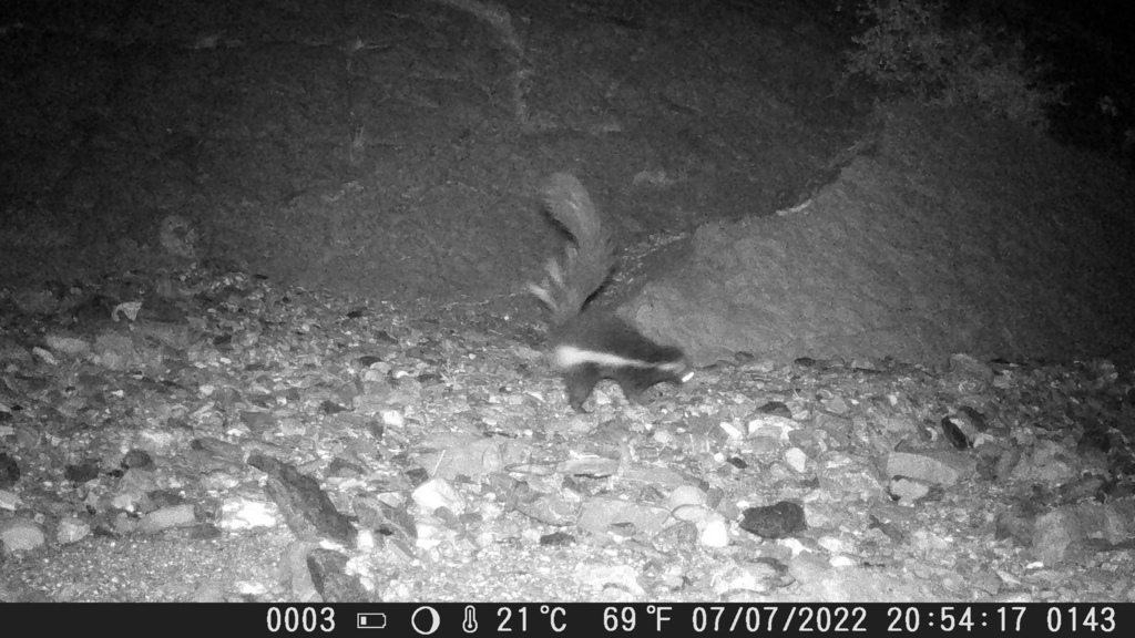 Hooded Skunk in July 2022 by zahir santillan. Hunter Camera · iNaturalist