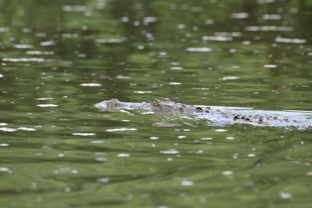American Crocodile in August 2023 by Robin White · iNaturalist