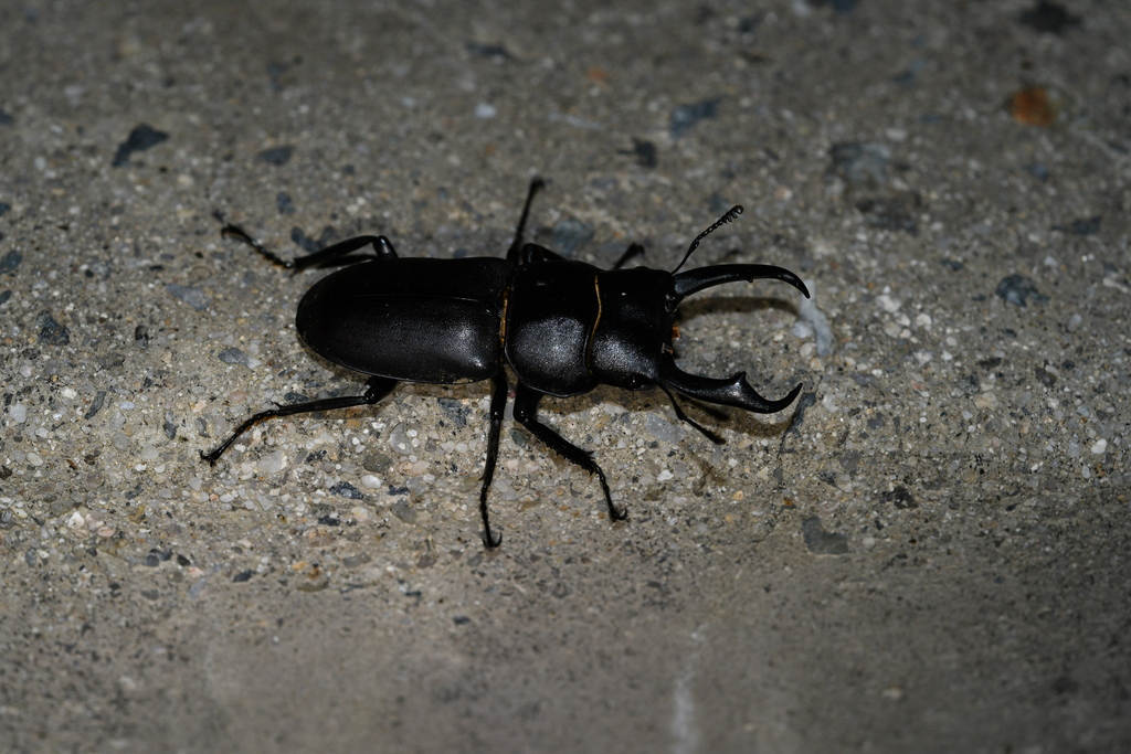 Little Stag Beetle from Anheung-myeon, Hoengseong-gun, Gangwon-do ...