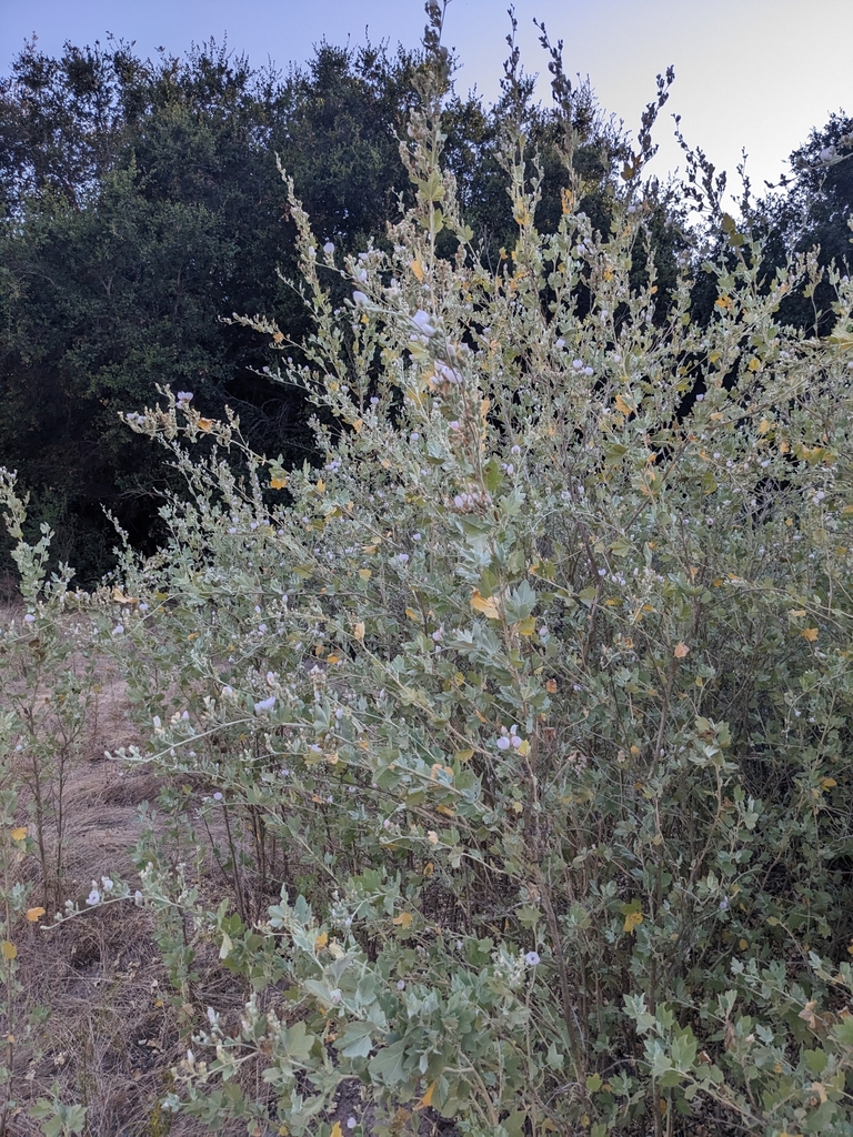 Nuttall's bush-mallow from Goleta, CA 93110, USA on August 5, 2023 at ...