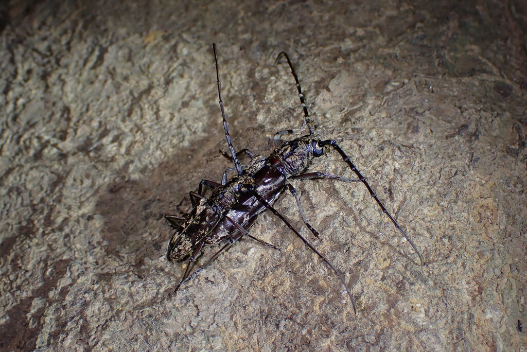 Trirachys from Sigiriya, Sri Lanka on June 13, 2023 at 11:04 PM by ...