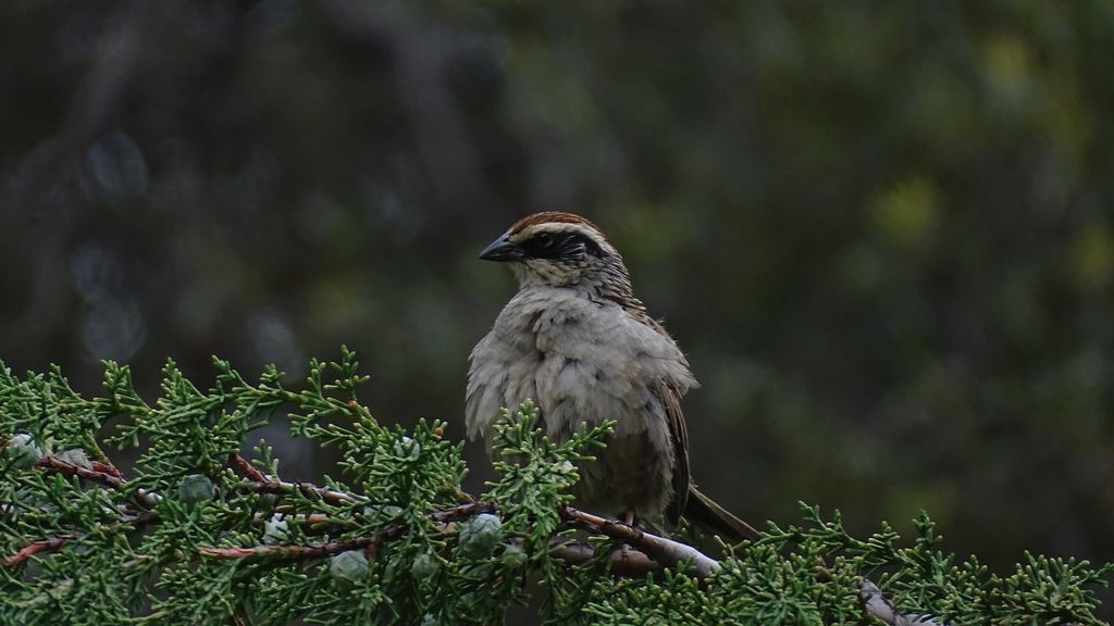 Striped Sparrow in July 2023 by Anayeli Guzmán Enríquez · iNaturalist