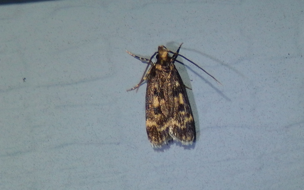 Square-spotted Martyringa Moth in August 2023 by Jack Miller · iNaturalist