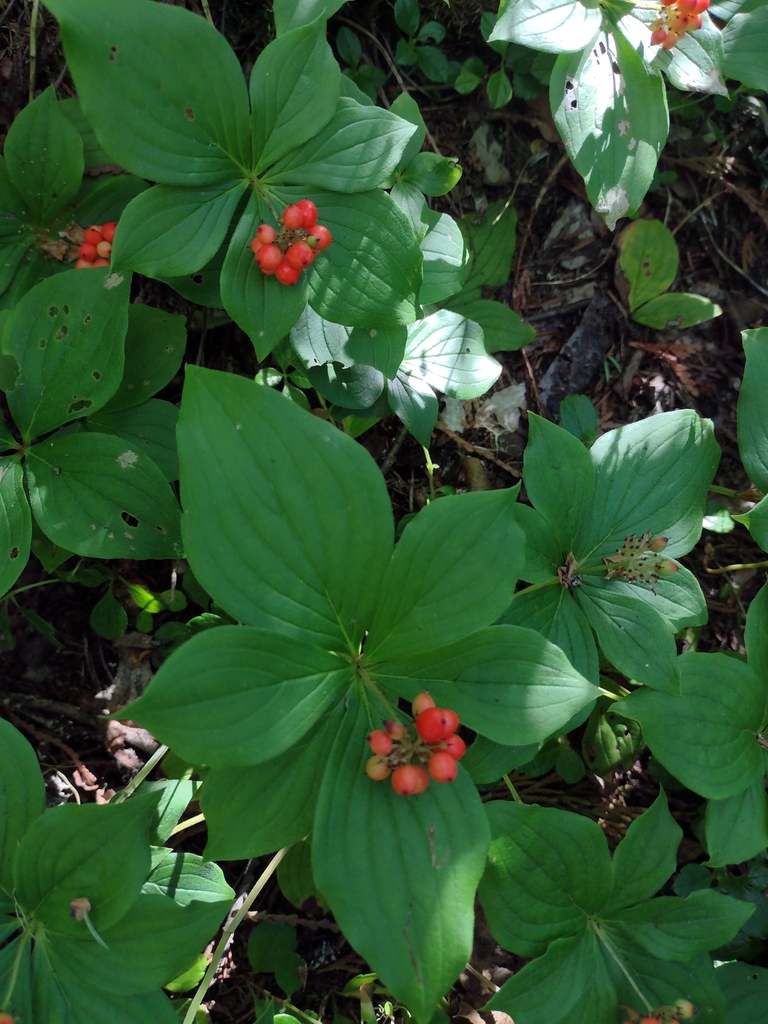 Canadian bunchberry from Genelle, BC V0G 1G0, Canada on August 02, 2023 ...