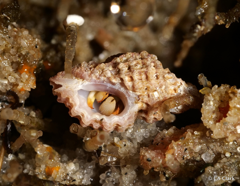 Circled Rocksnail from Asilomar, California, USA on August 3, 2023 at ...