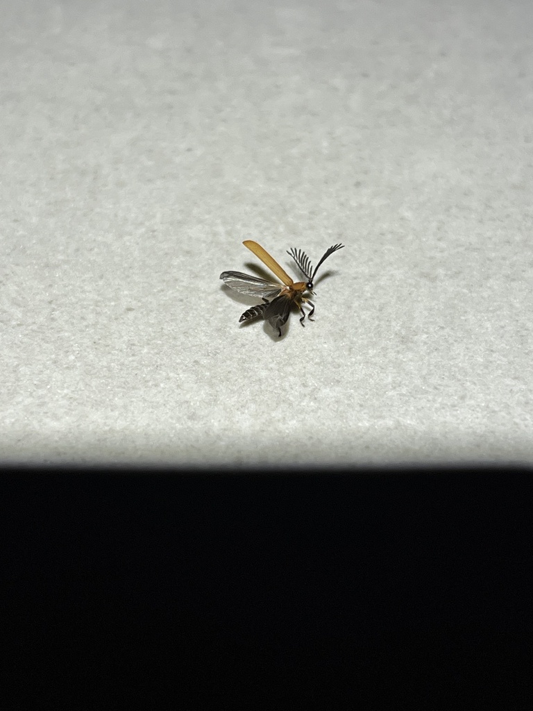 Net-winged Beetles from Colon, PA on July 11, 2023 at 11:08 PM by ...