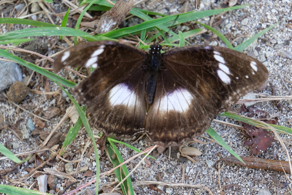Fijian Eggfly from Ba, Fiji on August 2, 2023 at 03:18 PM by Barbara ...