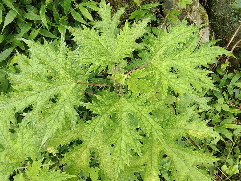 Himalayan nettle from Yichun, CN-JX, CN on August 1, 2023 at 02:50 PM ...