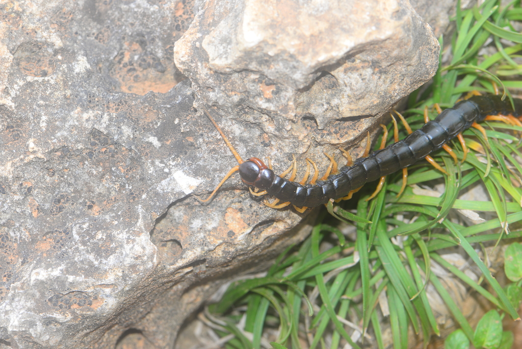 Chinese Red-headed Centipede from 台灣屏東縣 on August 4, 2023 at 09:56 AM ...