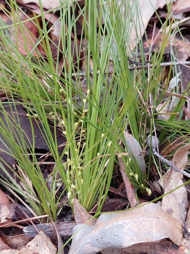 wattle mat-rush from Hornsby Heights NSW 2077, Australia on August 6 ...