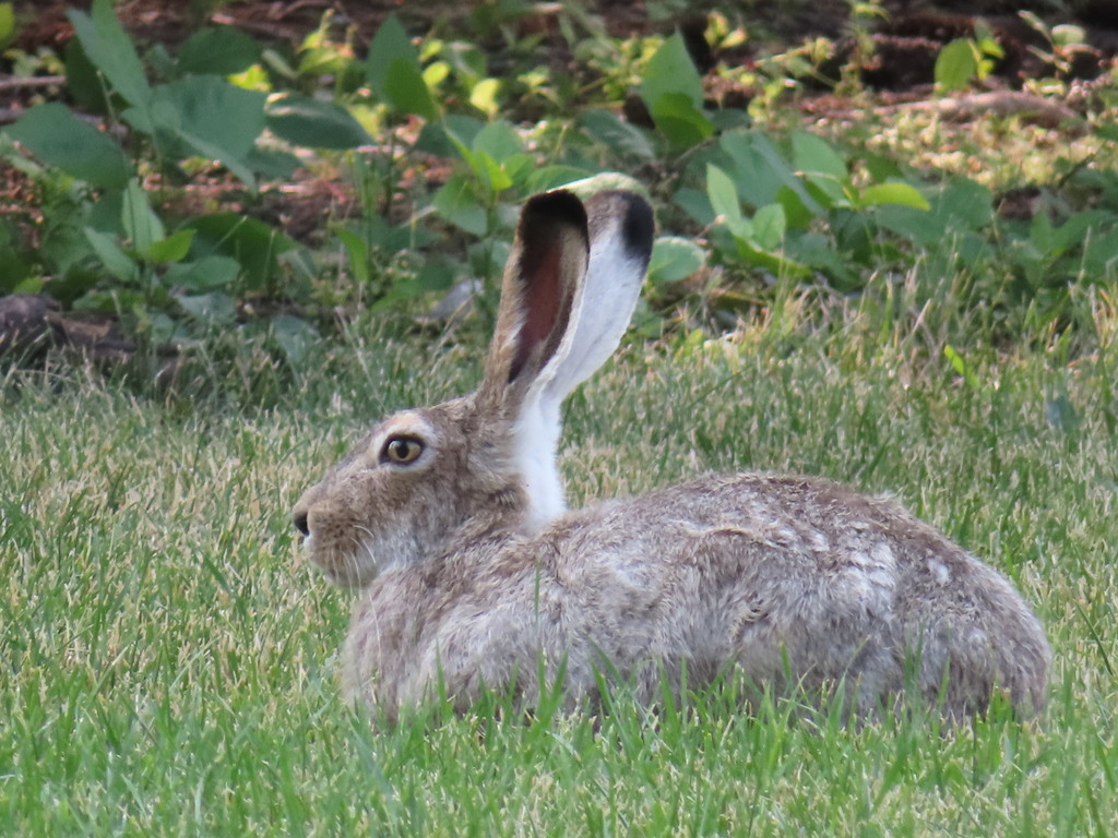 White-tailed Jackrabbit from Regina, SK, Canada on August 4, 2023 at 03 ...