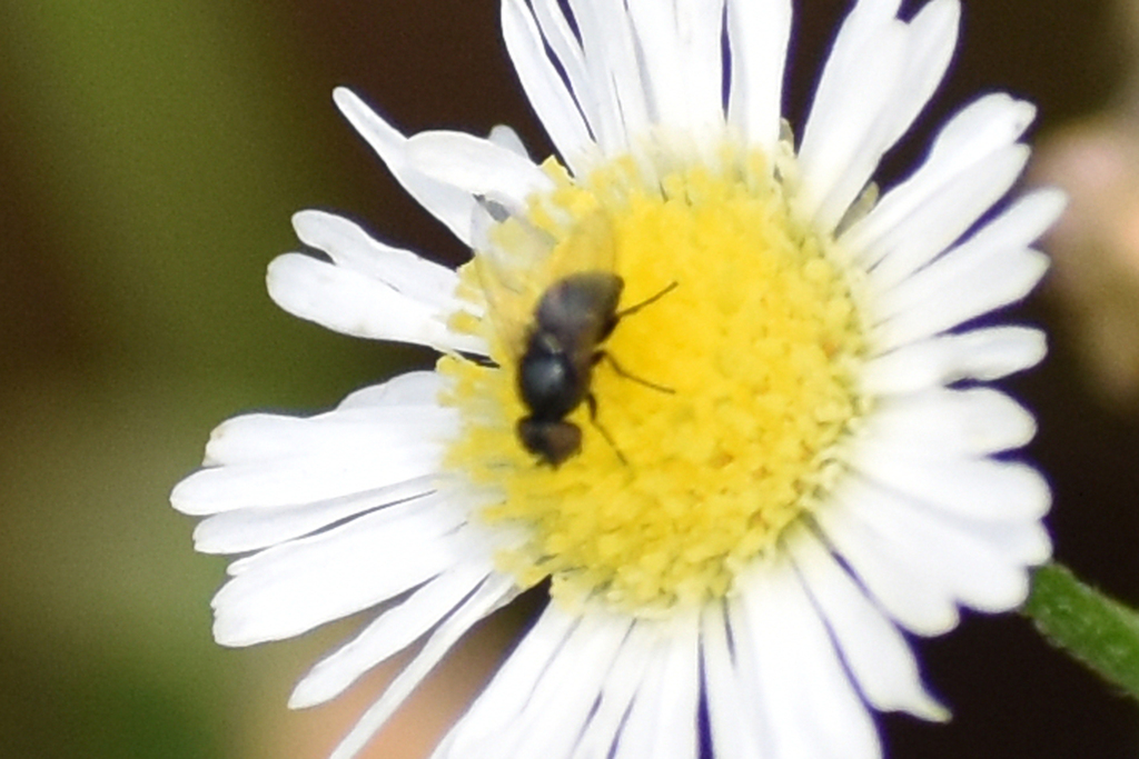 Schizophoran Flies from Bowling Green, KY, USA on August 5, 2023 at 01: ...