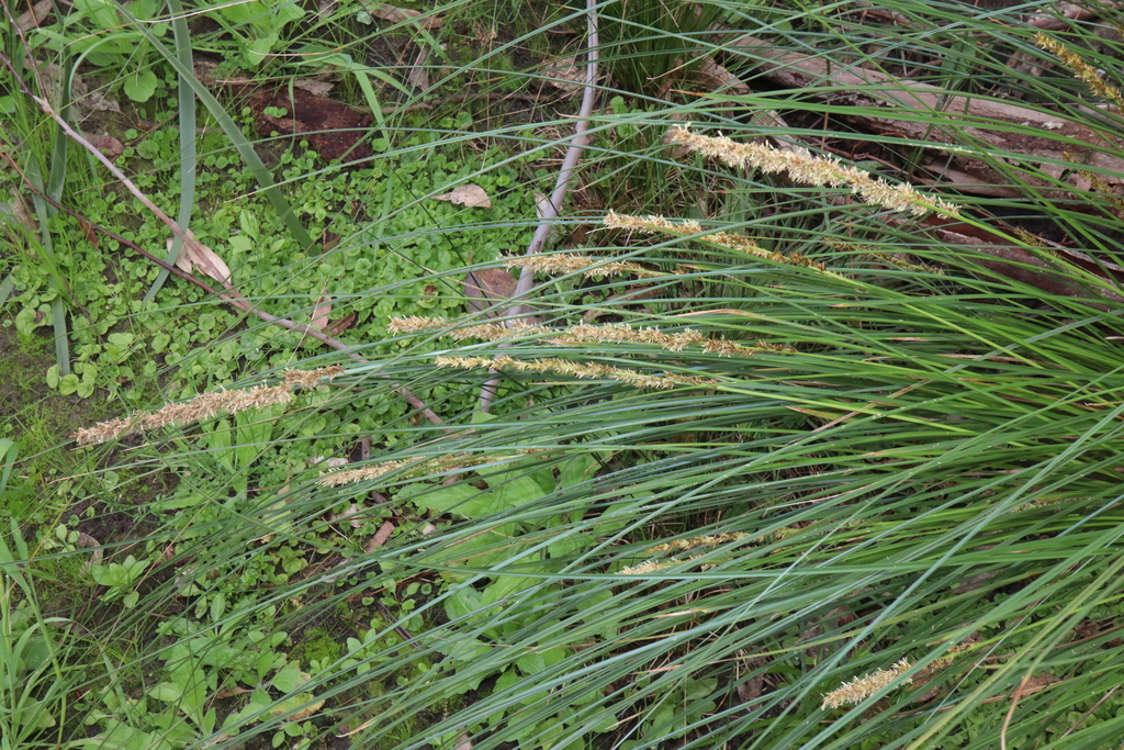 Southern Cutty Sedge from Sydney NSW, Australia on August 6, 2023 at 12 ...