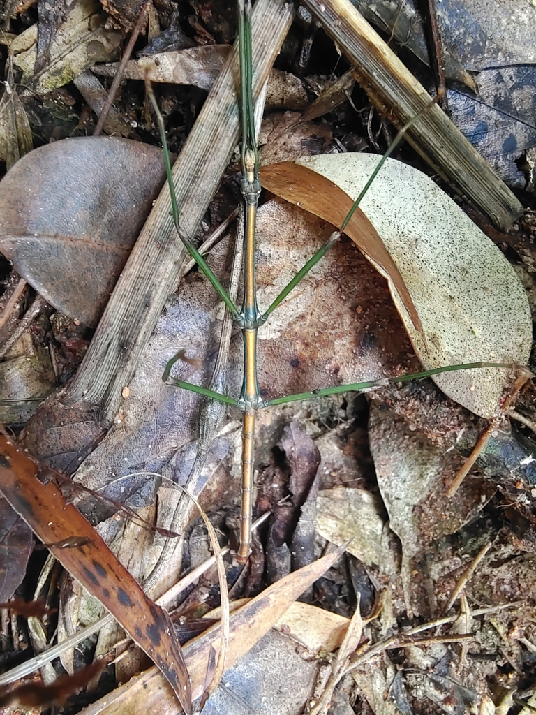 Ramulus caii from Yichun, CN-JX, CN on August 1, 2023 at 09:57 AM by ...