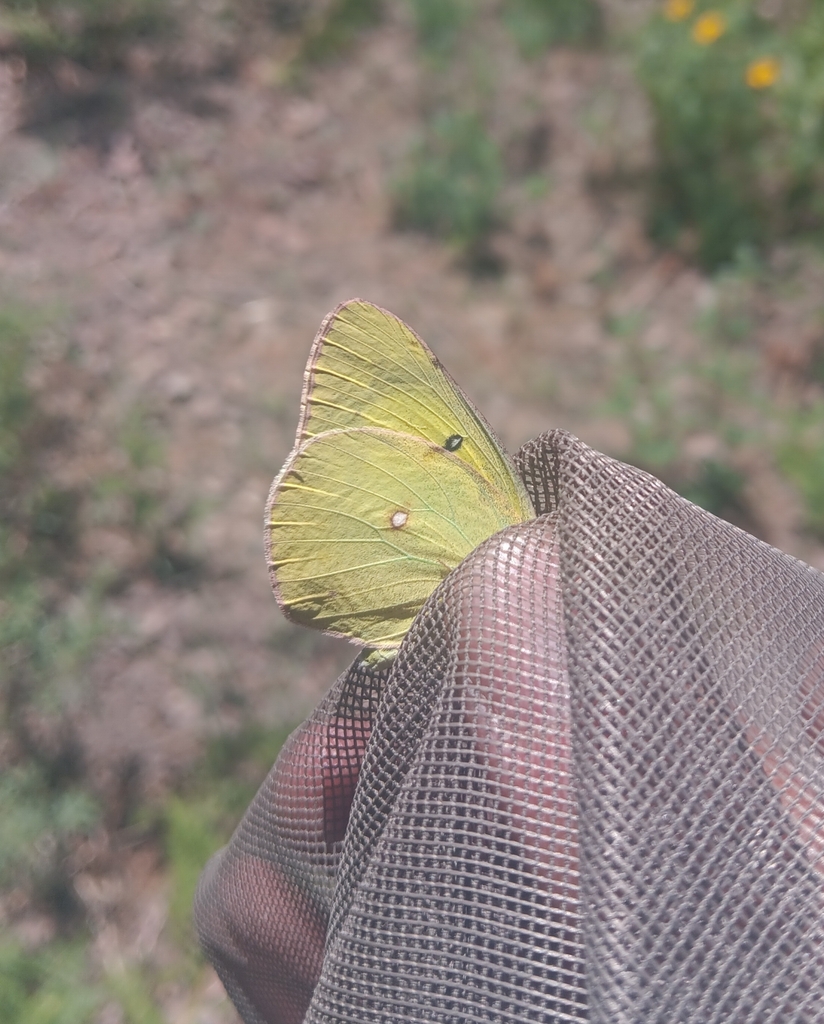Colias philodice eriphyle desde Rustler Park el 05 de agosto de 2023 a ...