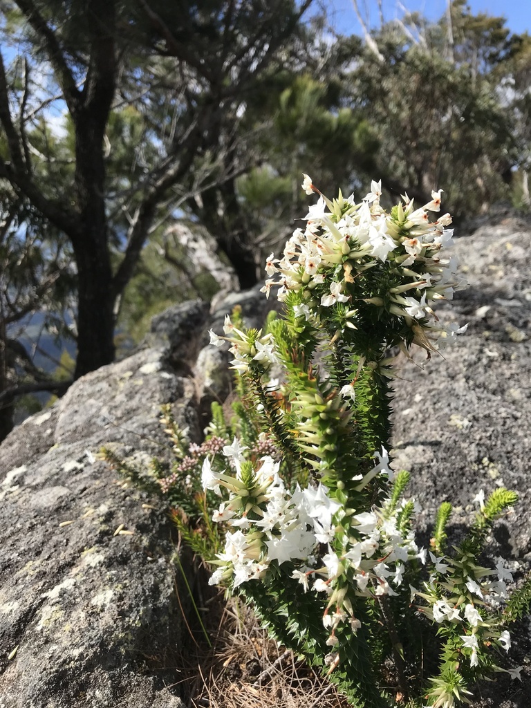 Snow Wreath from Mount Barney National Park, Mount Barney, QLD, AU on ...