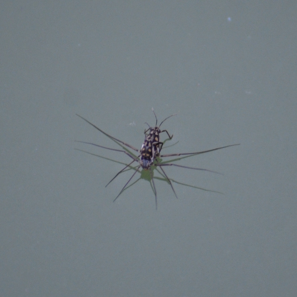 Trepobates from Cherokee-Seneca, Louisville, KY, USA on August 5, 2023 ...