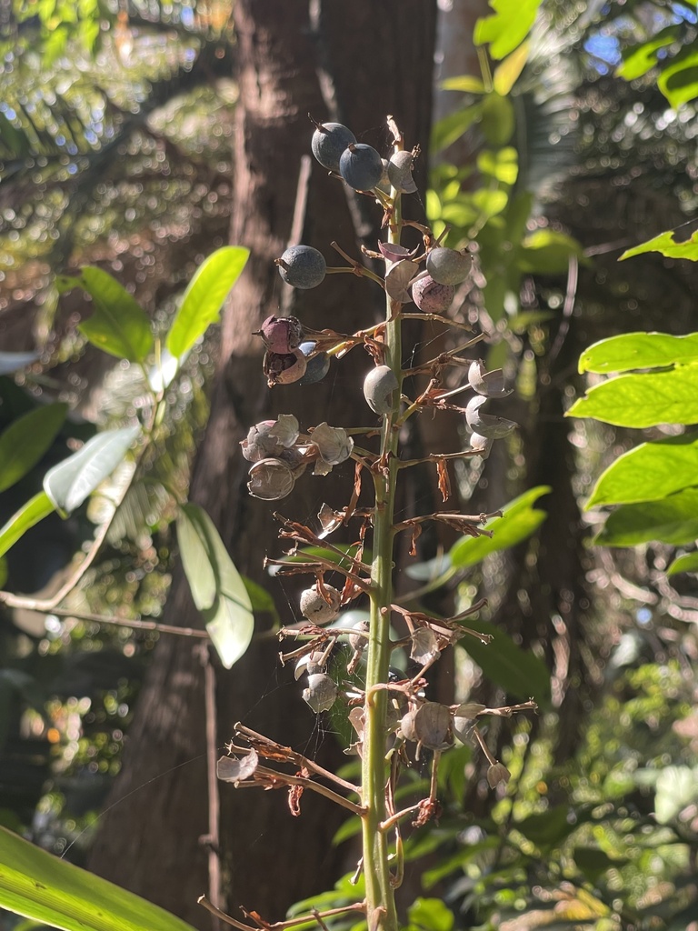 Native Ginger from Hopetoun Ave, Mosman, NSW, AU on July 27, 2023 at 02 ...