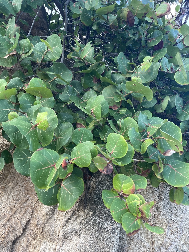sea grape from Puerto Rico, Yabucoa, Puerto Rico, US on August 5, 2023 ...