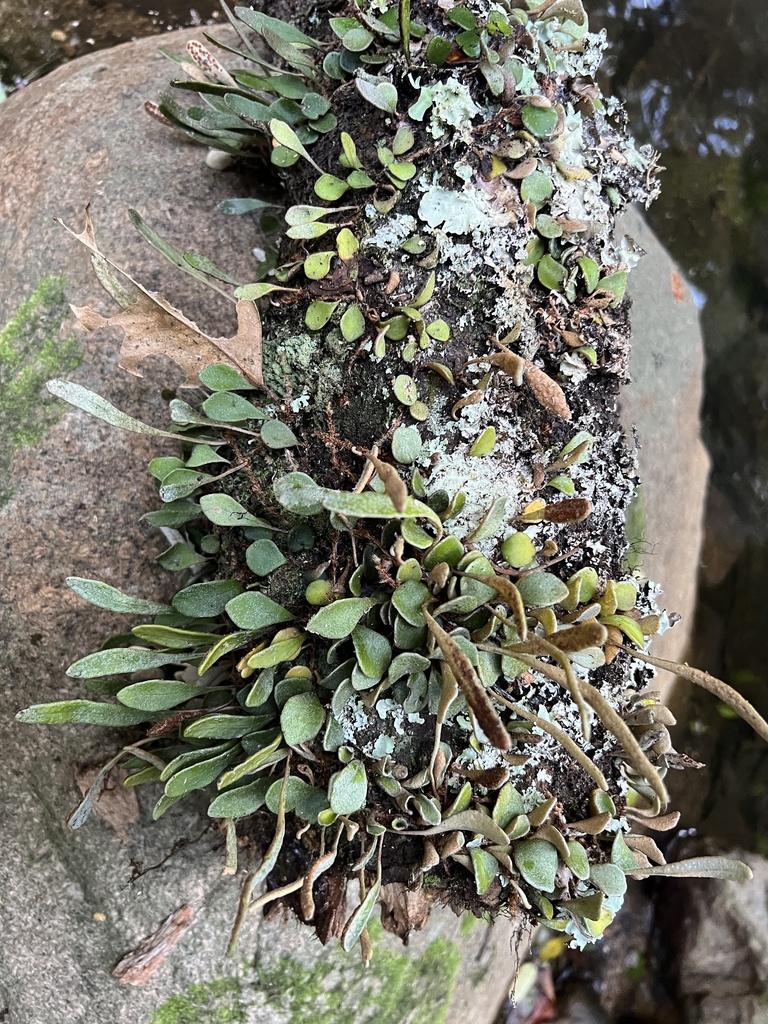 Rock Felt Fern (Pyrrosia rupestris) - Botanical Realm