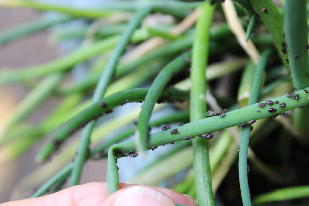 Onion Aphid from Smiths Lake NSW 2428, Australia on August 6, 2023 at ...