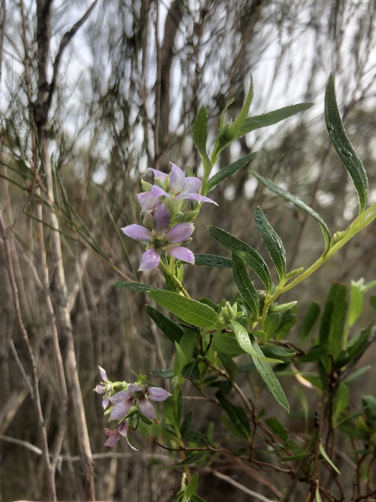 sweet apple-berry from Desert Camp SA 5271, Australia on August 6, 2023 ...