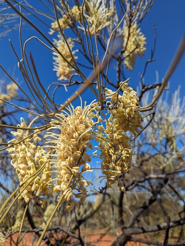 Subspecies Hakea lorea lorea · iNaturalist United Kingdom