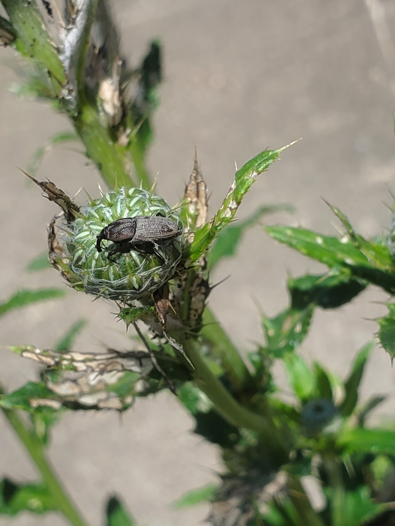 Hunting Billbug from Hanover, KS, USA on August 5, 2023 at 02:00 PM by ...