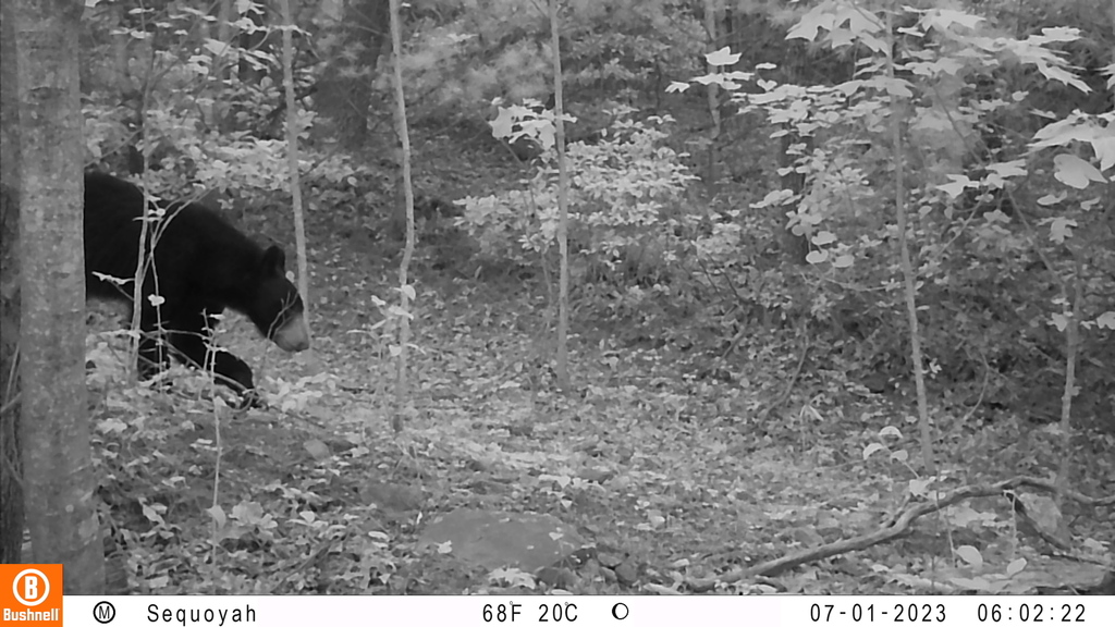 American Black Bear in July 2023 by blackpanther77. B01[0:9] TT[621 ...