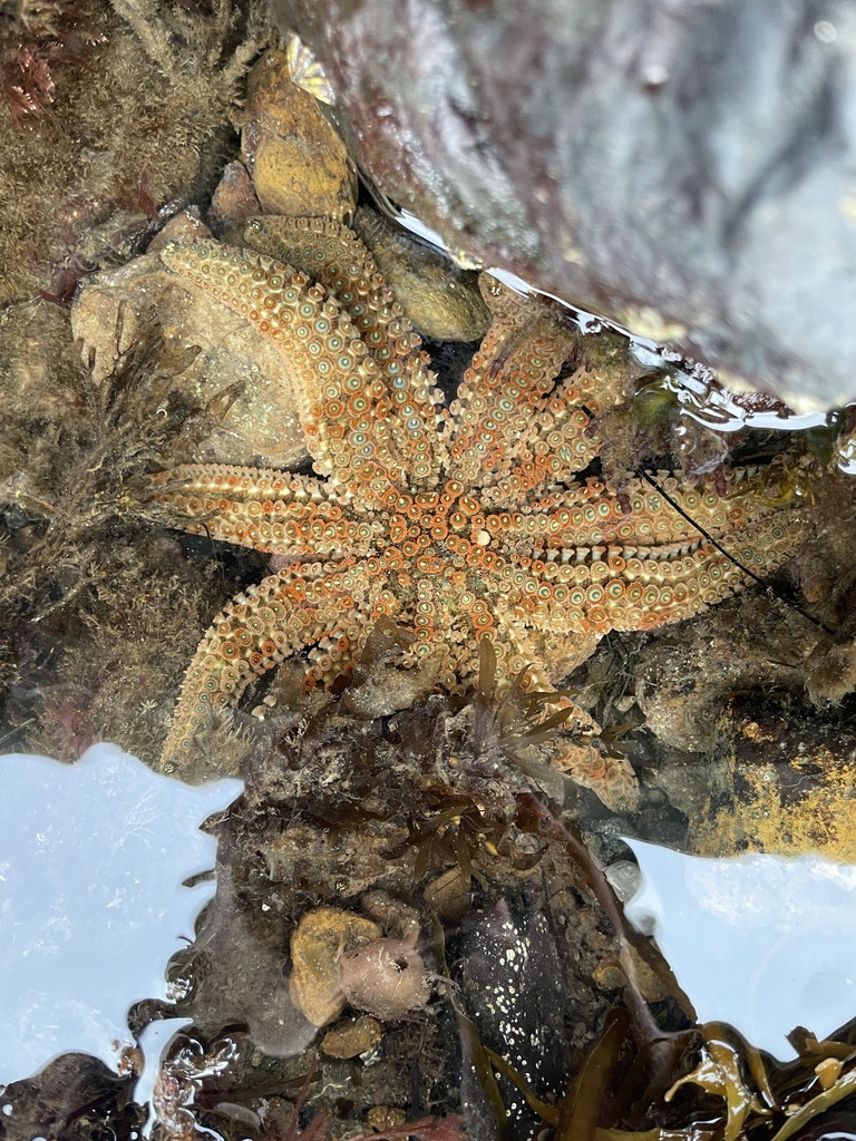 Eleven-armed Sea Star from Western Port, San Remo, VIC, AU on August 6 ...
