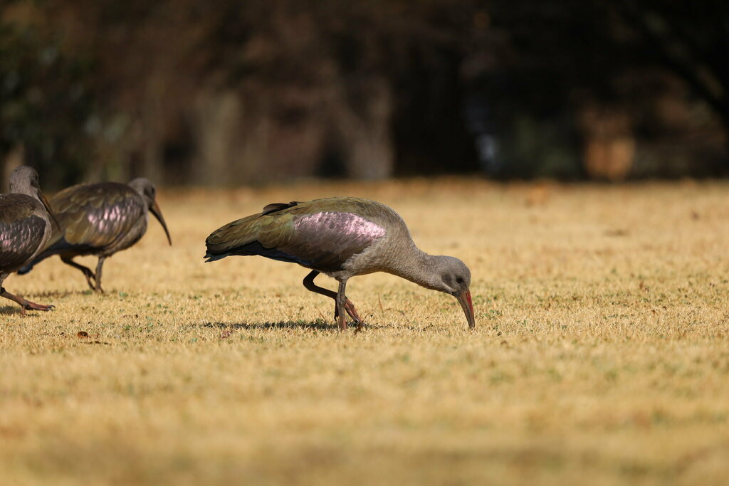 Southern Hadeda from Emmarentia, Randburg, 2029, South Africa on August ...