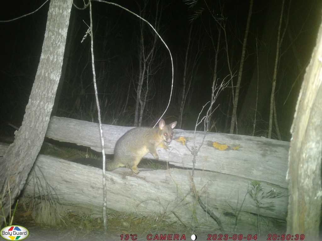 Common Brushtail Possum from Walligan QLD 4655, Australia on August 4 ...