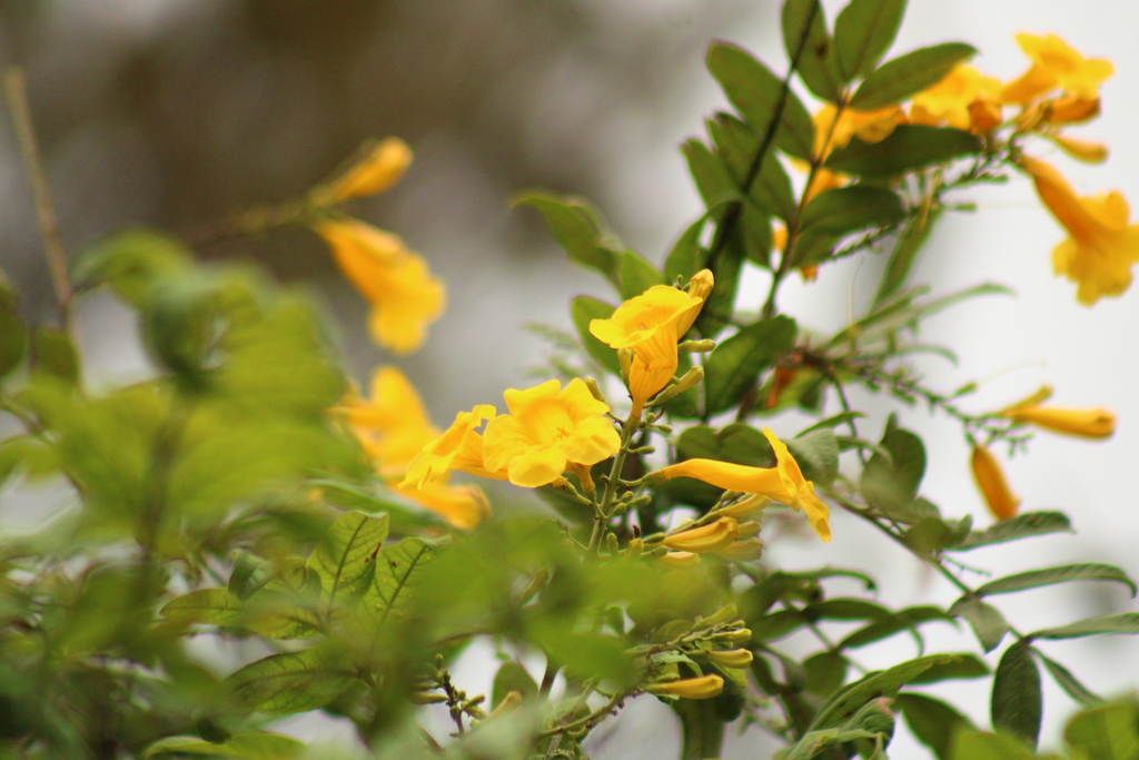 yellow trumpet flower from Río Caliente, 45226 Jal. on August 5, 2023 ...