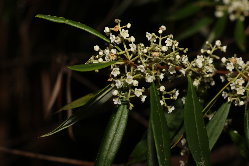 Logania albiflora from Tinbeerwah QLD 4563, Australia on August 6, 2023 ...