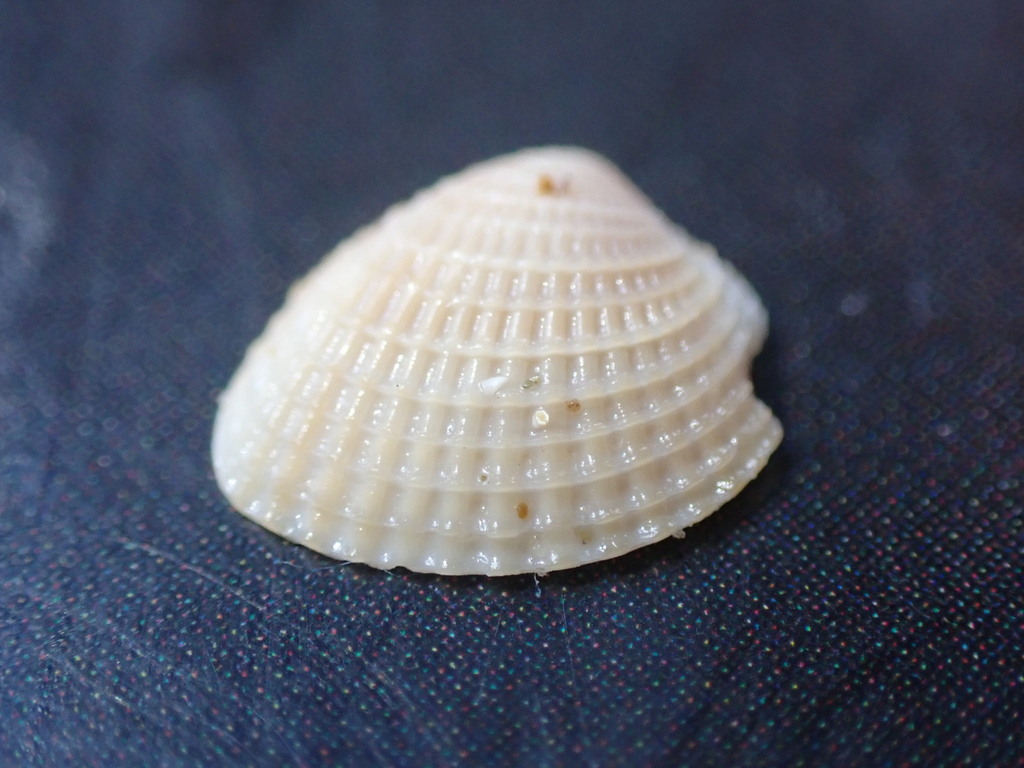 Timoclea scabra from Emerald Beach NSW 2456, Australia on August 5 ...