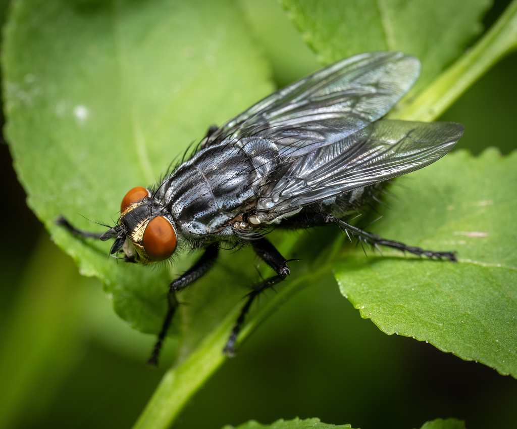 Common Flesh Flies from Baldone Parish, LV-2125, Latvia on June 20 ...