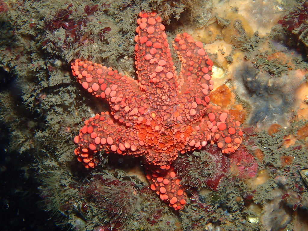 Granular Sea Star from Watsons Bay Baths, Sydney NSW, Australia on June ...