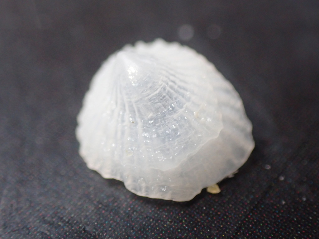 Trimusculus conicus from Emerald Beach NSW 2456, Australia on August 5 ...