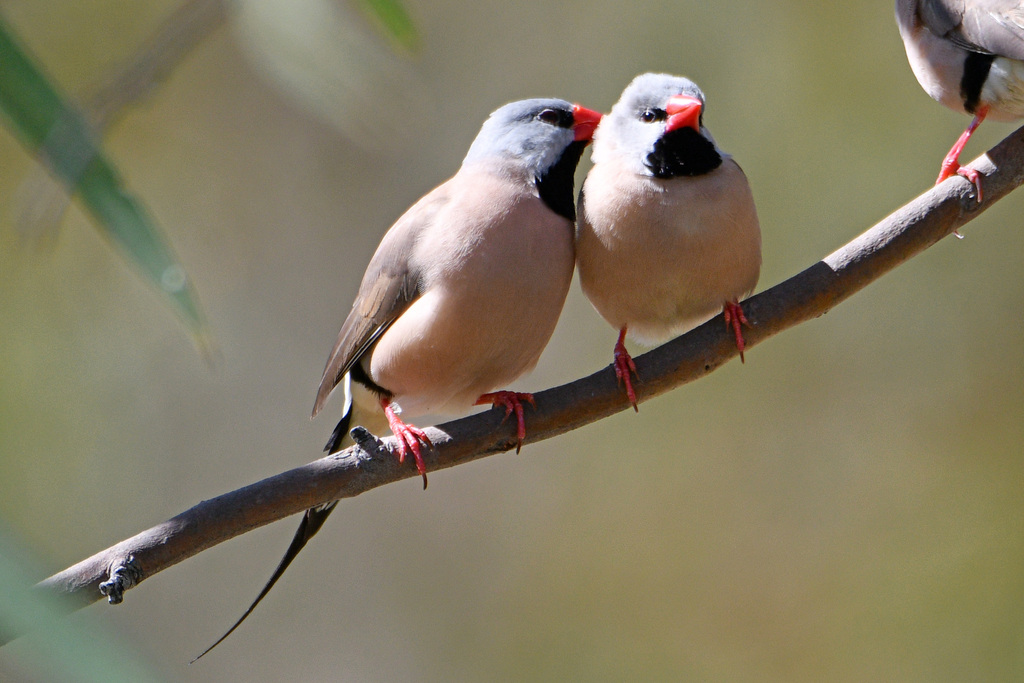 Long-tailed Finch from Mount Isa QLD 4825, Australia on August 6, 2023 ...