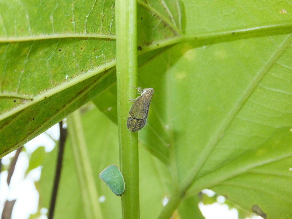 Geisha distinctissima in August 2012 by hakkahamushi · iNaturalist